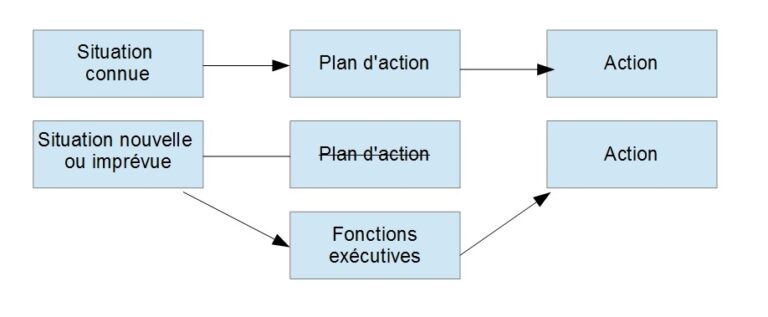 Les fonctions exécutives - Aspieconseil